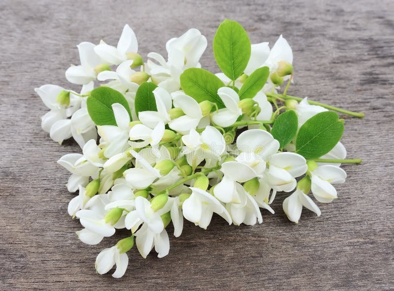 Fleurs d'acacia image stock. Image du fleur, centrale - 31070613