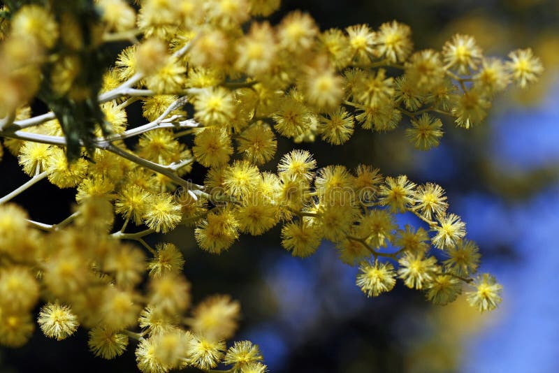 Acacia Australien Au Printemps Avec La Fleur Fleurissante Jaune Photo ...