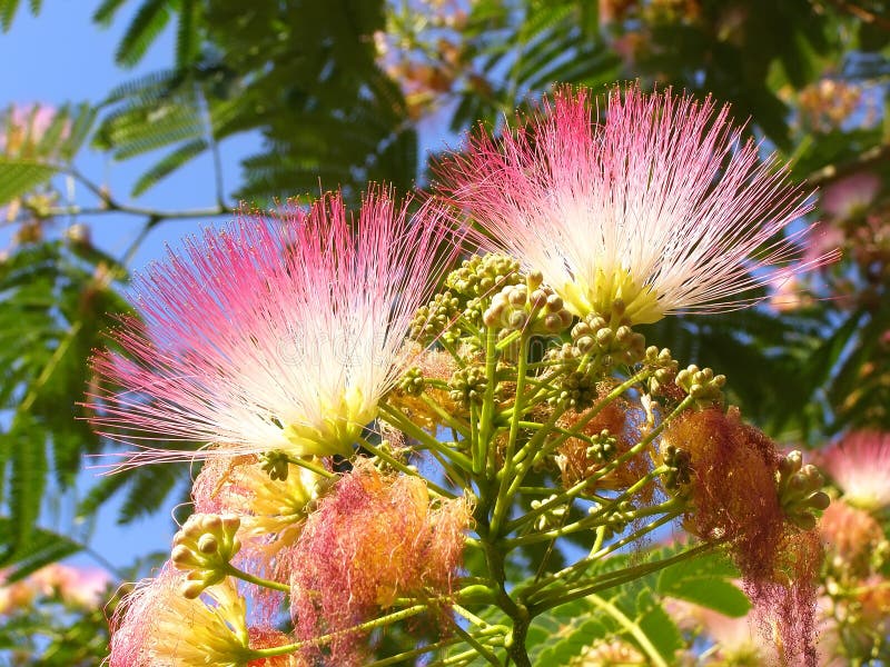 Fleurs D'acacia (julibrissin D'Albizzia) Photo stock - Image du ...