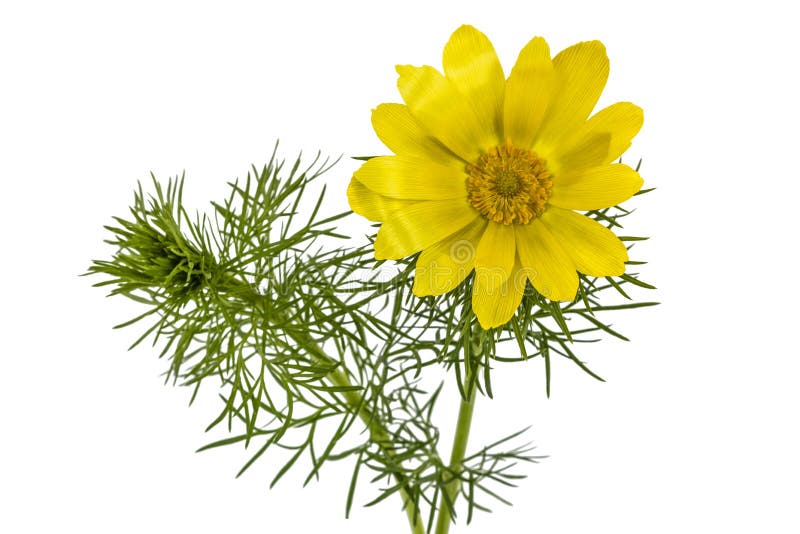 Fleurs D'Adonis, Lat Vernalis D'Adonis, D'isolement Sur Le Backg Blanc ...
