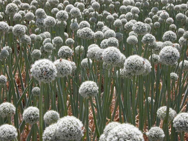 Fleurs d'ail photo stock. Image du jardinage, mangeable - 31618598