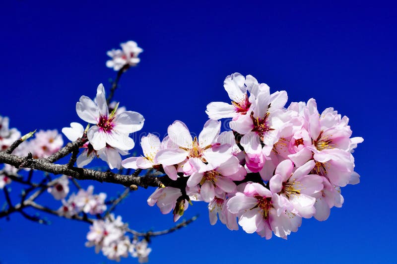 Fleurs d'amande image stock. Image du saison, fleuraison - 37933041