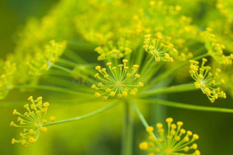 L'aneth Fleurit La Pollinisation Image stock - Image du vert, outside ...