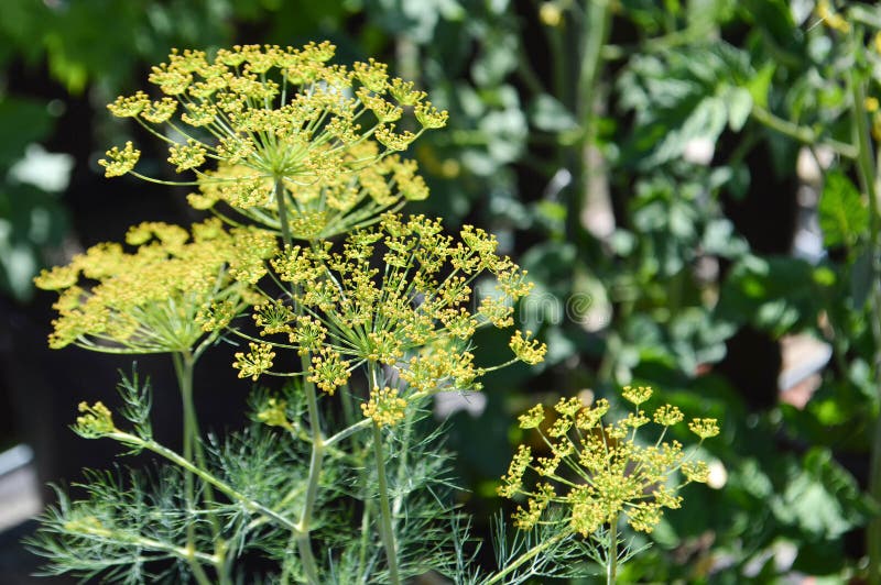 L'aneth Fleurit La Pollinisation Image stock - Image du fond, floraison ...