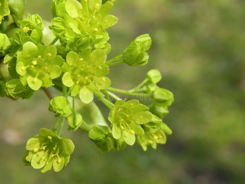 Fleurs d'arbre d'érable photo stock. Image du arbre, érable - 39989720