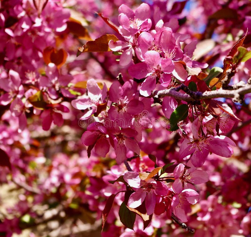 Fleurs D'arbre Fruitier De Printemps En Alberta Canada Image stock ...