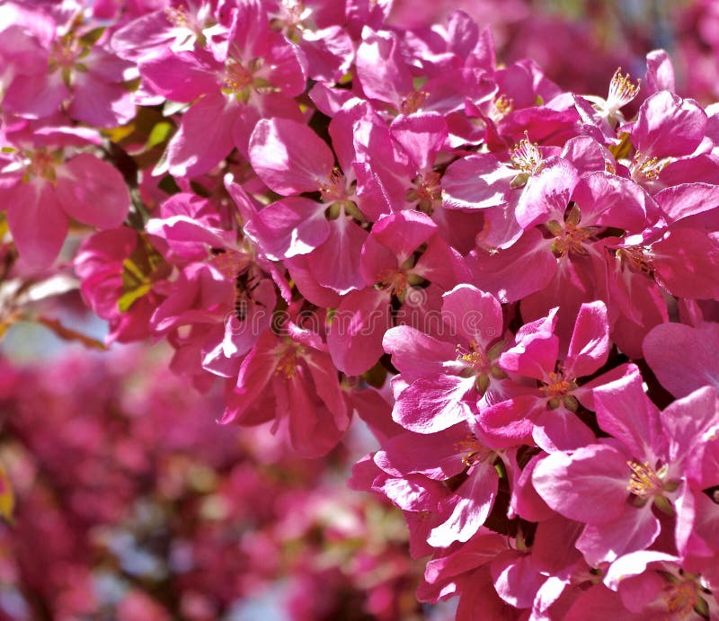 Fleurs D'arbre Fruitier De Printemps En Alberta Canada Image stock ...