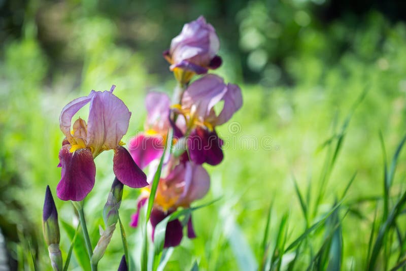 Fleurs d'iris lilas photo stock. Image du fermer, jardin - 71130250