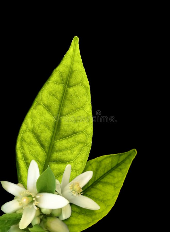 Fleurs d'Orange-arbre image stock. Image du propre, automne - 2319529