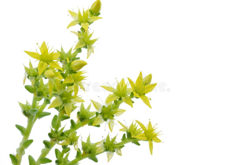 Fleurs d'orpin photo stock. Image du foreground, abondance - 25402908