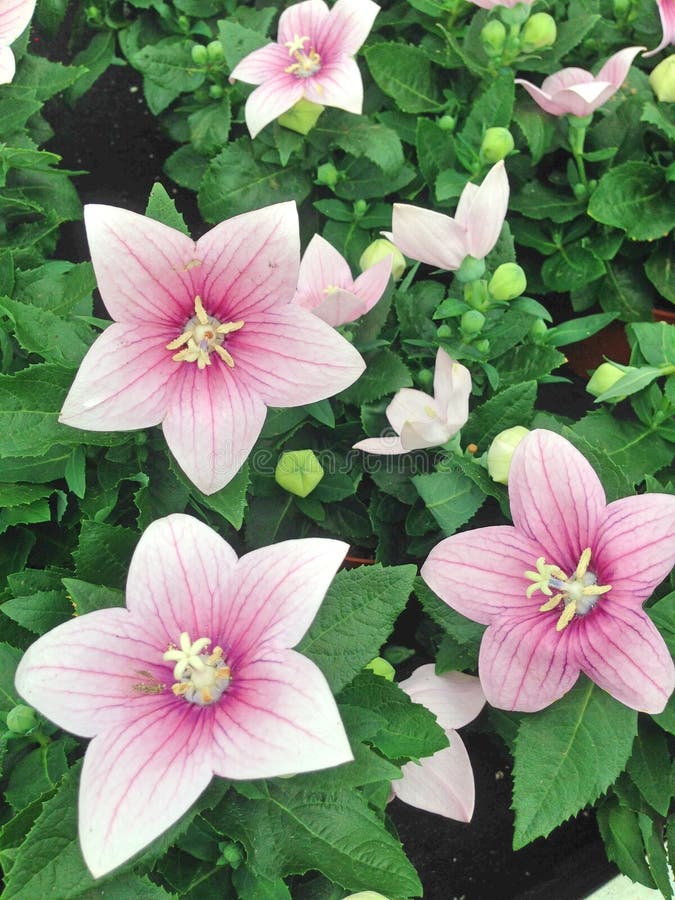 Fleurs De Ballon Rose-clair De Platycodon Photo stock - Image du ...