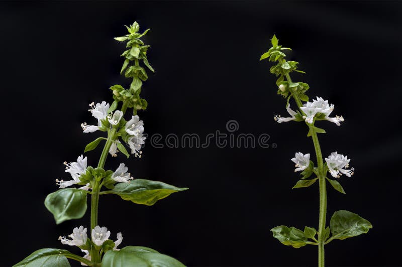 Fleurs De Basilic Dans Le Noir Stock Photo - Image of aromatic, flowers ...
