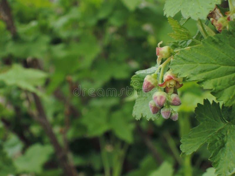 Fleurs de cassis photo stock. Image of tôt, lame, ressort - 116865808