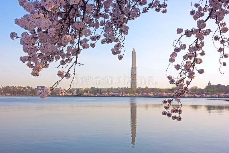 Fleurs De Cerisier En Raison De Washington Monument Photo stock - Image ...
