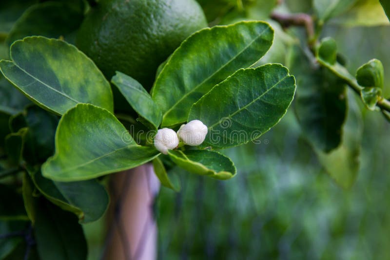 Citronnier de floraison image stock. Image du portion - 51769705