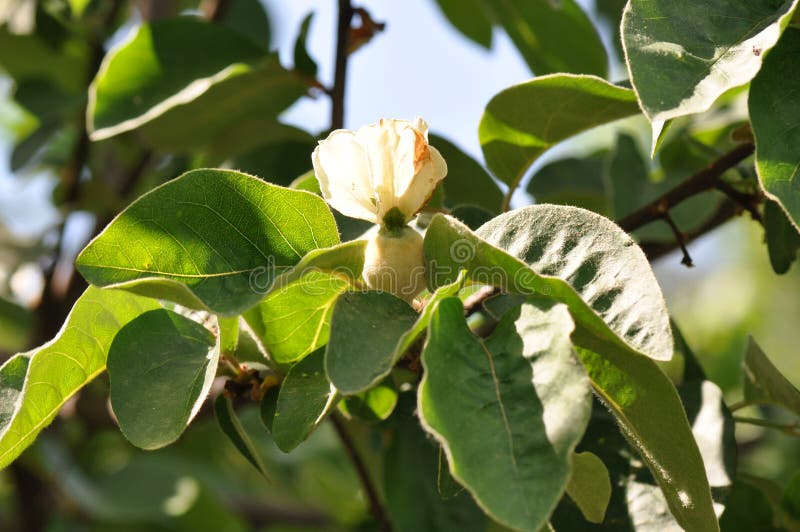 Fleurs De Coing Avec De Petits Fruits Image stock - Image du bourgeons ...