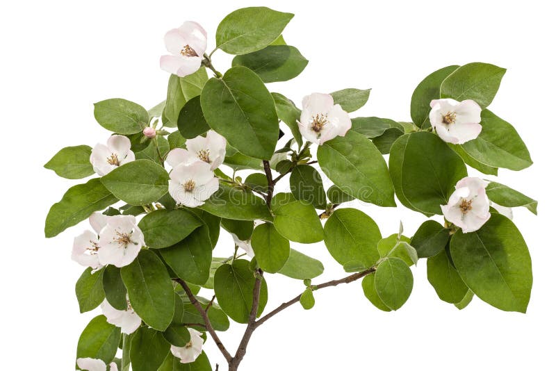 Fleurs De Coing, D'isolement Sur Un Fond Blanc Image stock - Image du ...