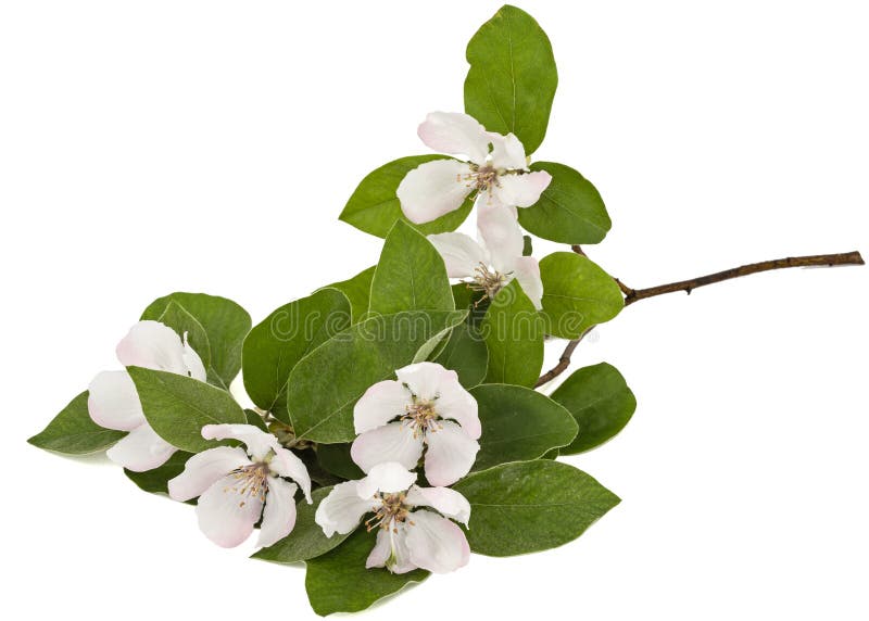 Fleurs De Coing, D'isolement Sur Un Fond Blanc Photo stock - Image du ...