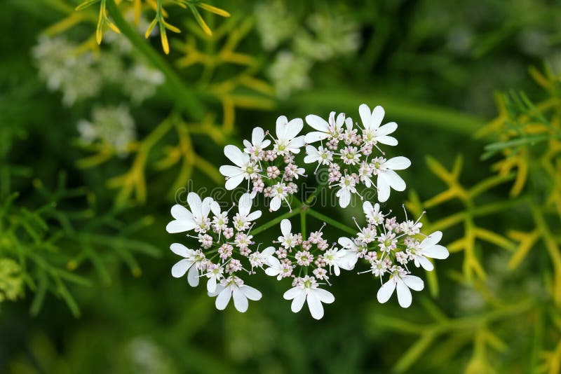 Fleurs de coriandre image stock. Image du assaisonnement - 83733747