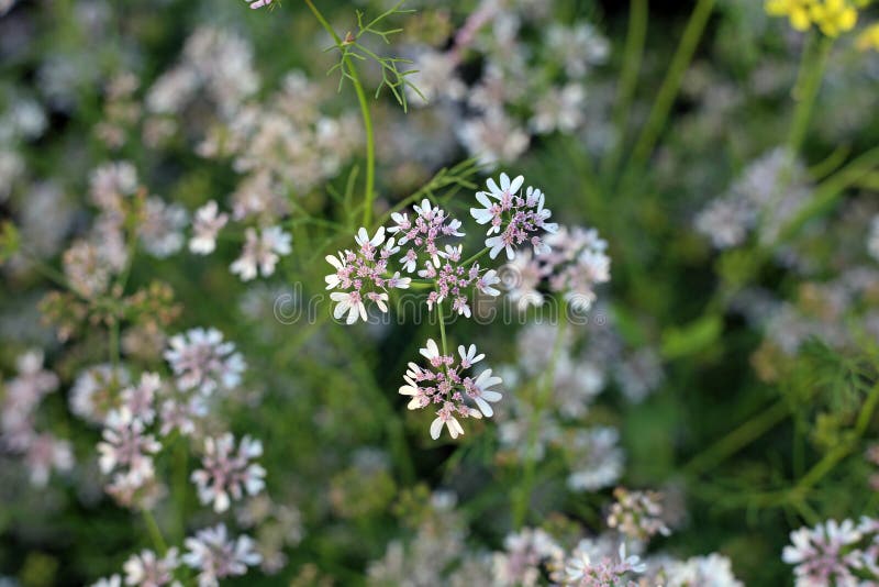 Fleurs De Coriandre Et Champs Blancs De Feuille De Coriandre Image ...