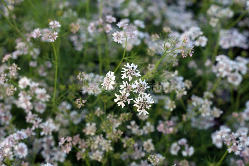 Fleurs De Coriandre Et Champs Blancs De Feuille De Coriandre Image ...