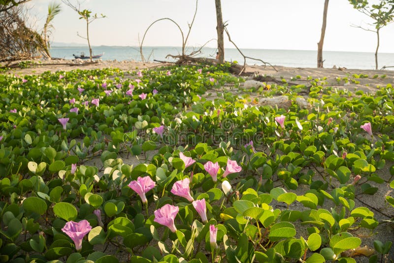 1,993 Figue De Mer Photos libres de droits et gratuites de Dreamstime
