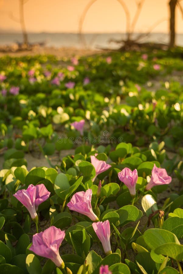 Figue De Mer Photos Stock - Téléchargez 1,341 Photos libres de droits