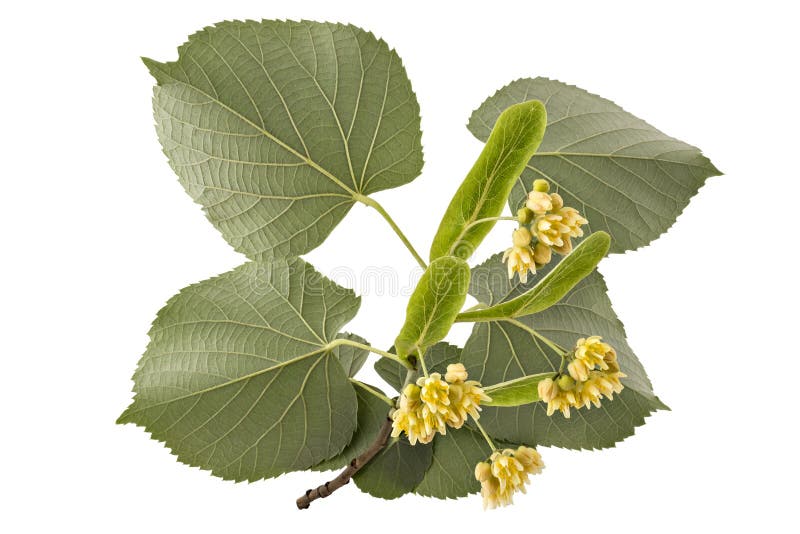 Tilleul à Fleurs De Tilleul Dans Le Tilleul Bloomblooming En Fleurs De ...