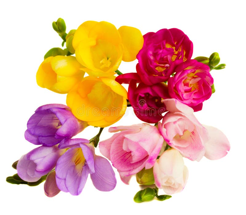 Carte De Vecteur Avec Des Fleurs De Freesia Illustration de Vecteur ...