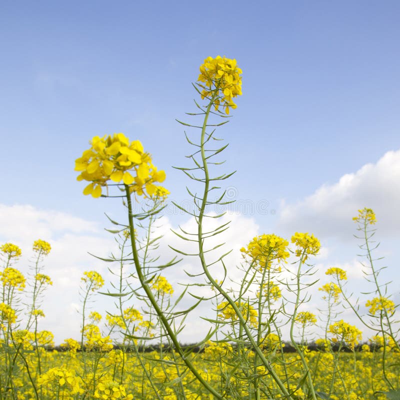 Fleurs De Graine De Moutarde Jaune Dans Le Domaine Photo stock - Image ...
