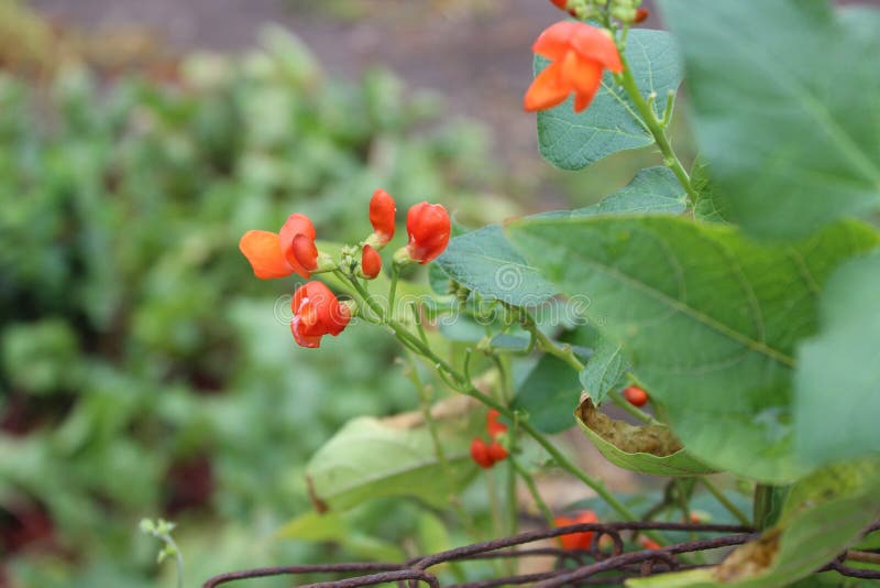 Arbre De Haricot Rouge Photos Stock - Téléchargez 7,231 Photos libres ...