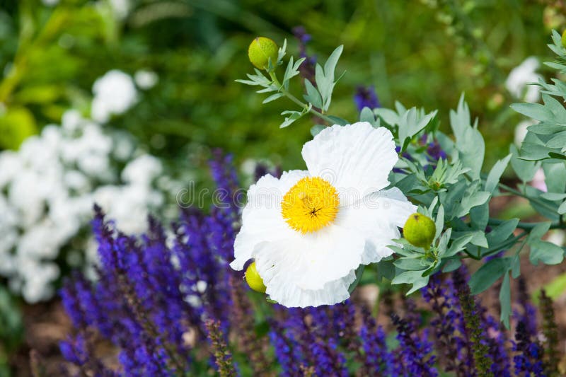 Fleurs de kala de Pua photo stock. Image du floral, jaune - 57055864
