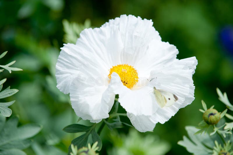 Fleurs de kala de Pua photo stock. Image du nature, simple - 57055864