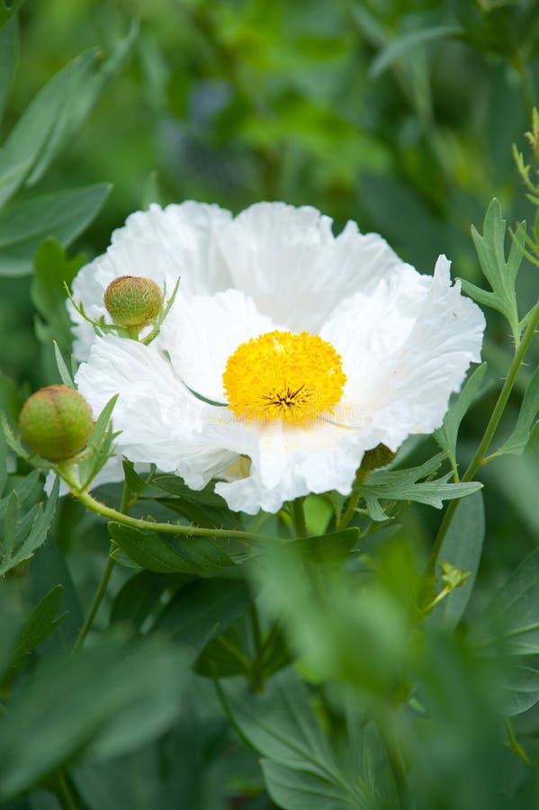 Fleurs de kala de Pua photo stock. Image du nature, simple - 57055864