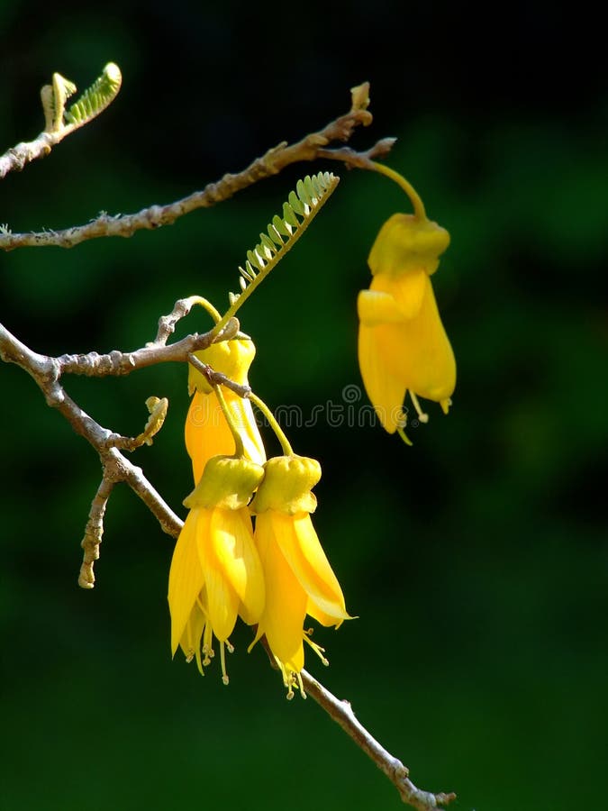 Fleurs de Kowhai photo stock. Image du jardin, centrale - 15231106