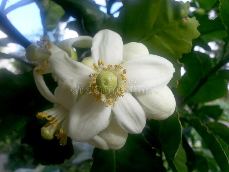 Fleurs De L'arbre De Pamplemousse Qui Produira De Grands Agrumes Comme ...