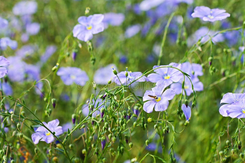 Fleurs De Lin Gisement Vert De Lin Sur Le Ciel Bleu, Agriculture, La ...