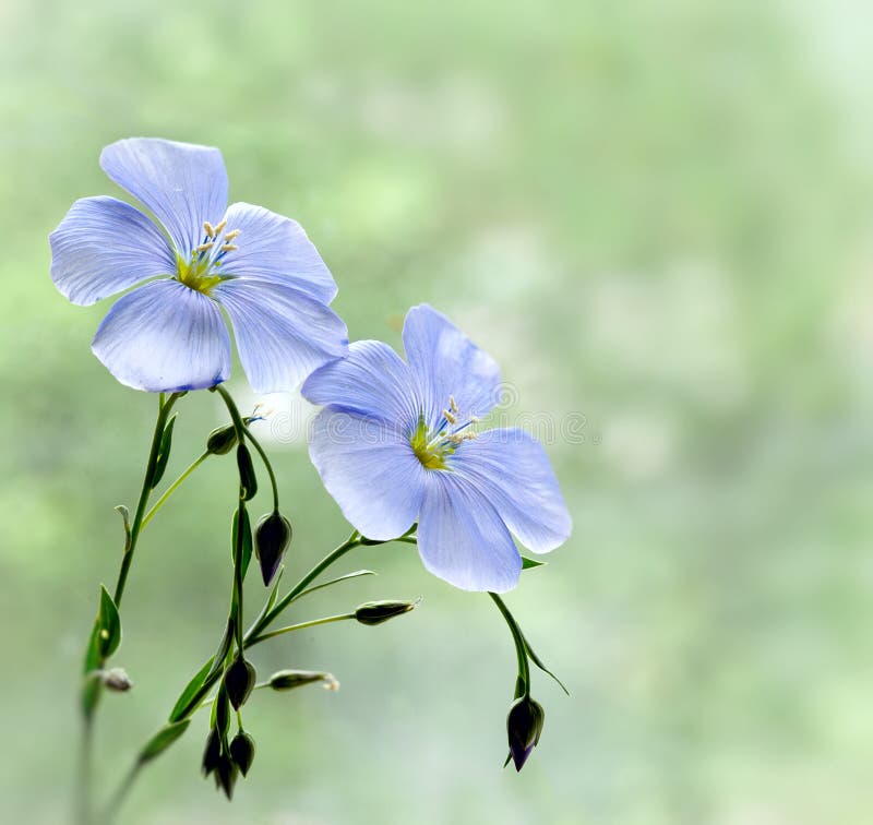 Fleurs de lin textile image stock. Image du botanique - 19611259