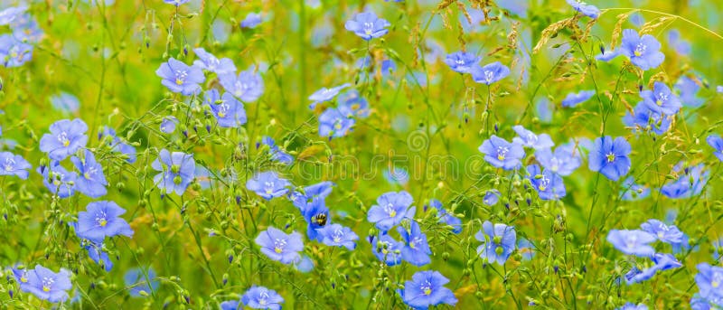 Fleurs De Lin Un Champ Des Fleurs Bleues De Lin Photo stock - Image du ...