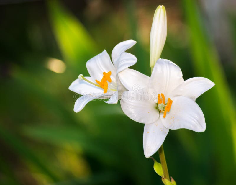 Fleurs de lis blanc image stock. Image du nature, fleur - 42232459