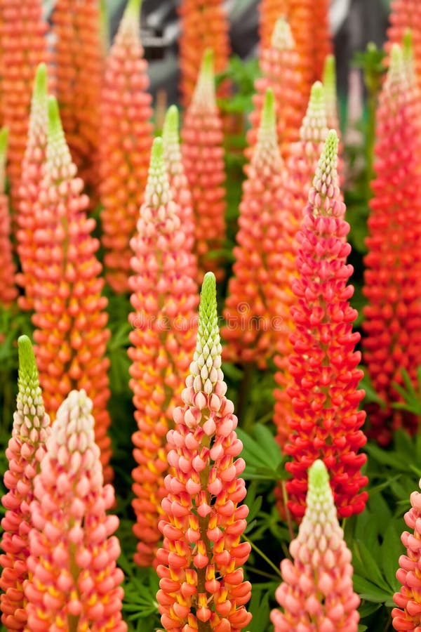 Fleurs de lupin image stock. Image du été, rouge, fleurs - 28438165