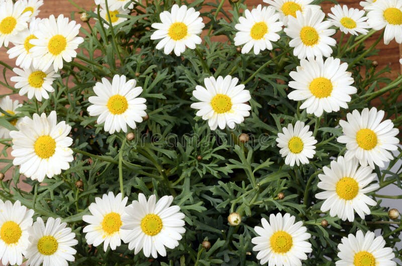 Bouquet De Fleur De Marguerite Blanche Photo stock - Image du texture ...