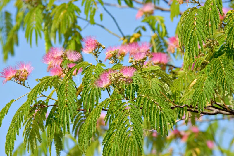 Fleurs de mimosa photo stock. Image du couleur, lame, floraison - 5747420