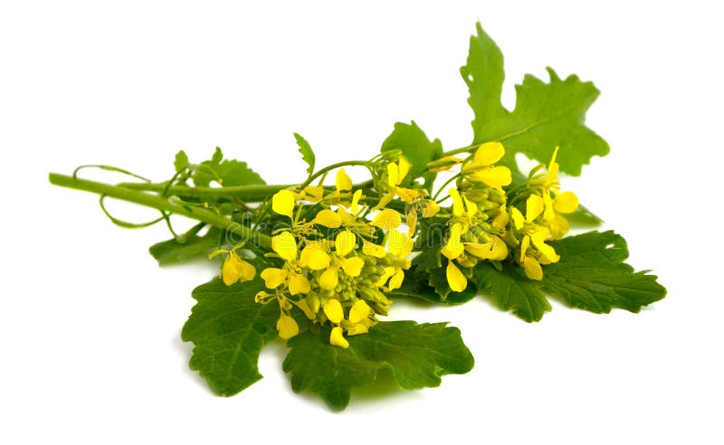 Fleurs De Moutarde Sur Les Champs Fleuris De Village Photo stock ...