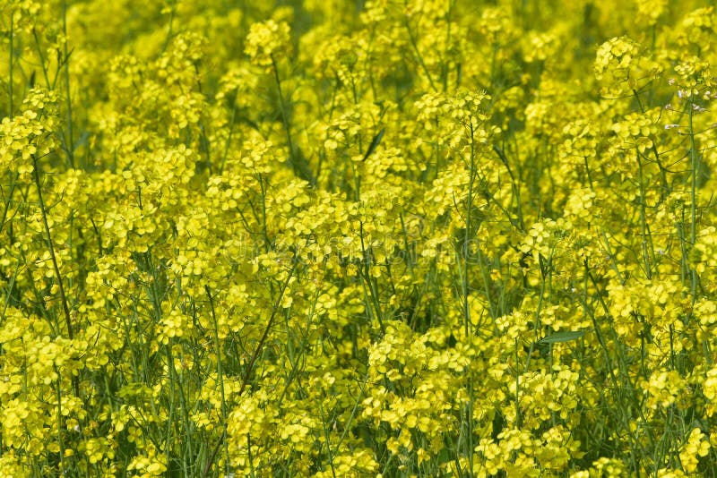 Fleur Moutarde Fleurs Beaux Paysages Dans Le Champ. Image stock - Image ...