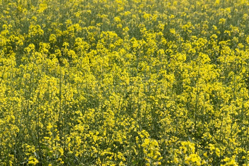 Fleurs De Moutarde Sauvage. Image stock - Image du sauvage, beauté: 9806181