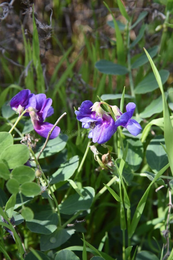 Fleurs de pois de plage image stock. Image of floral - 146551205