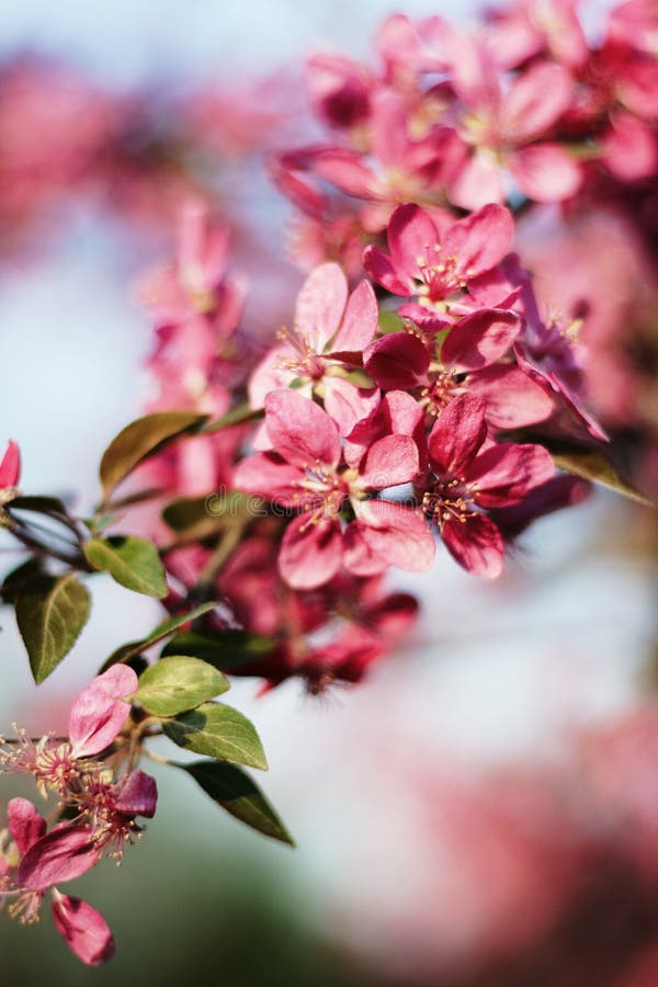 Pommier sauvage photo stock. Image du botanique, jardin - 63821144