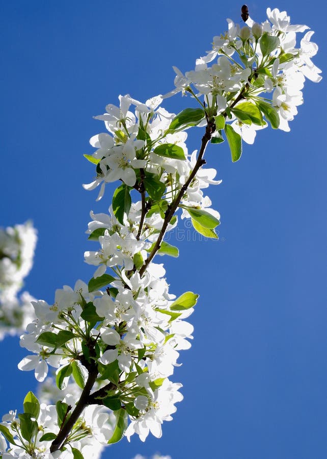 Fleurs D'arbre Fruitier De Printemps En Alberta Canada Image stock ...