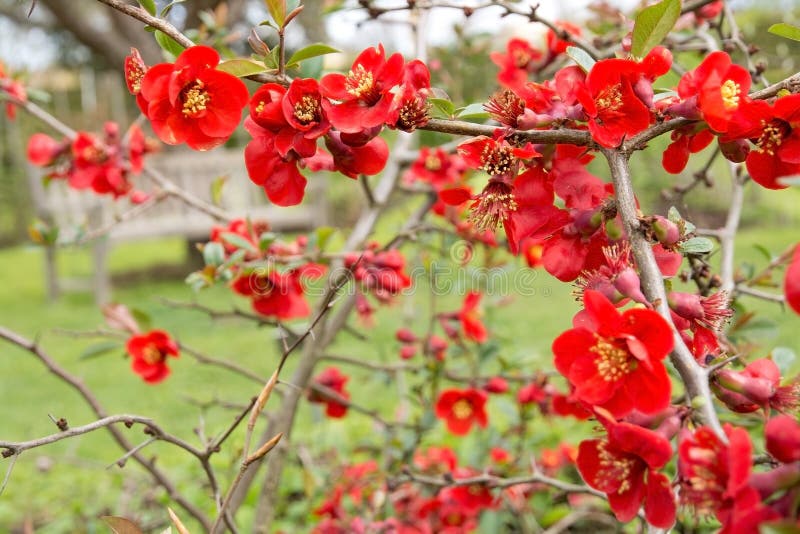 Le Buisson De Coing Nain De Floraison Avec Le Printemps Rouge Fleurit ...